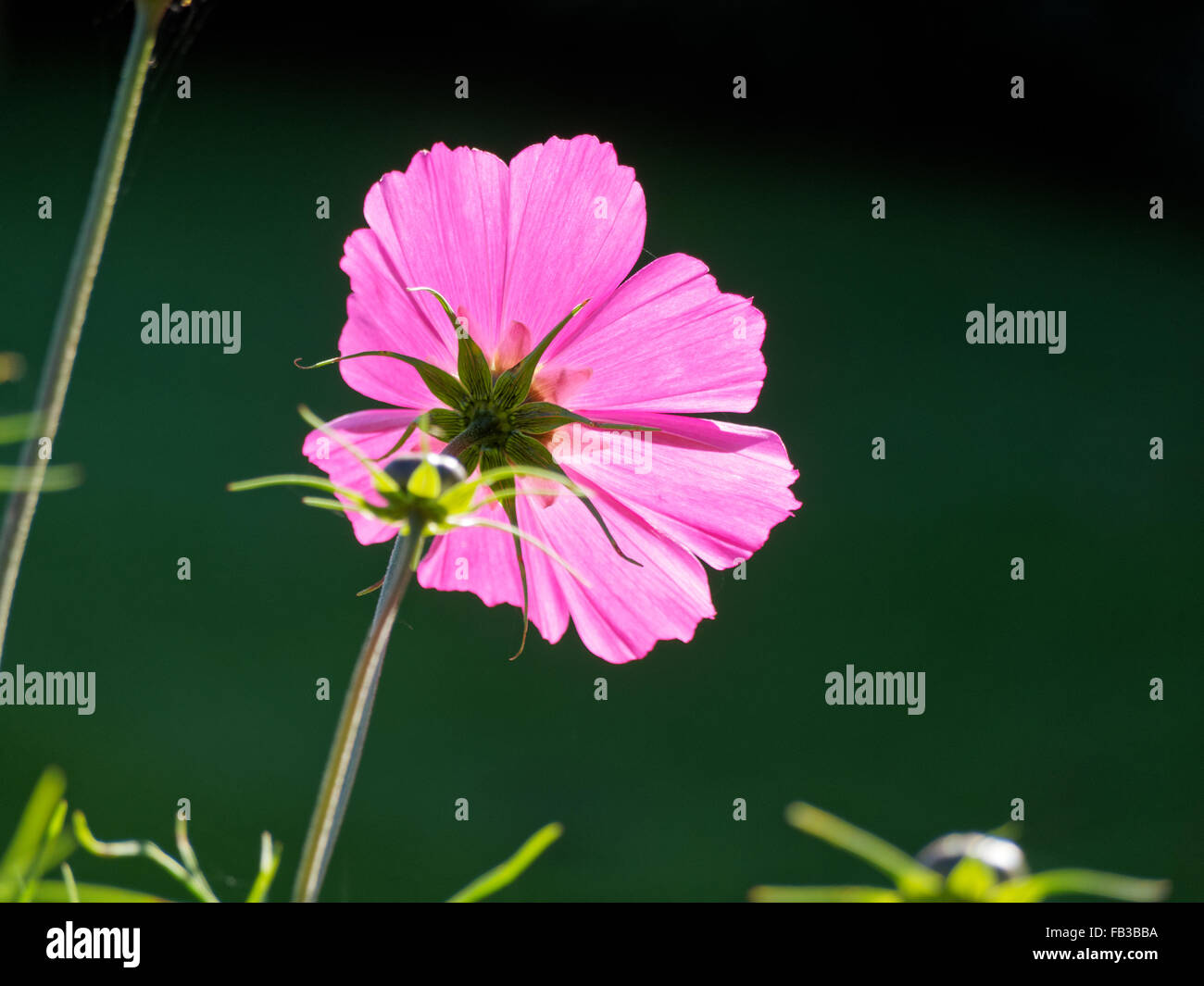 Backlit flower petals hi-res stock photography and images - Alamy