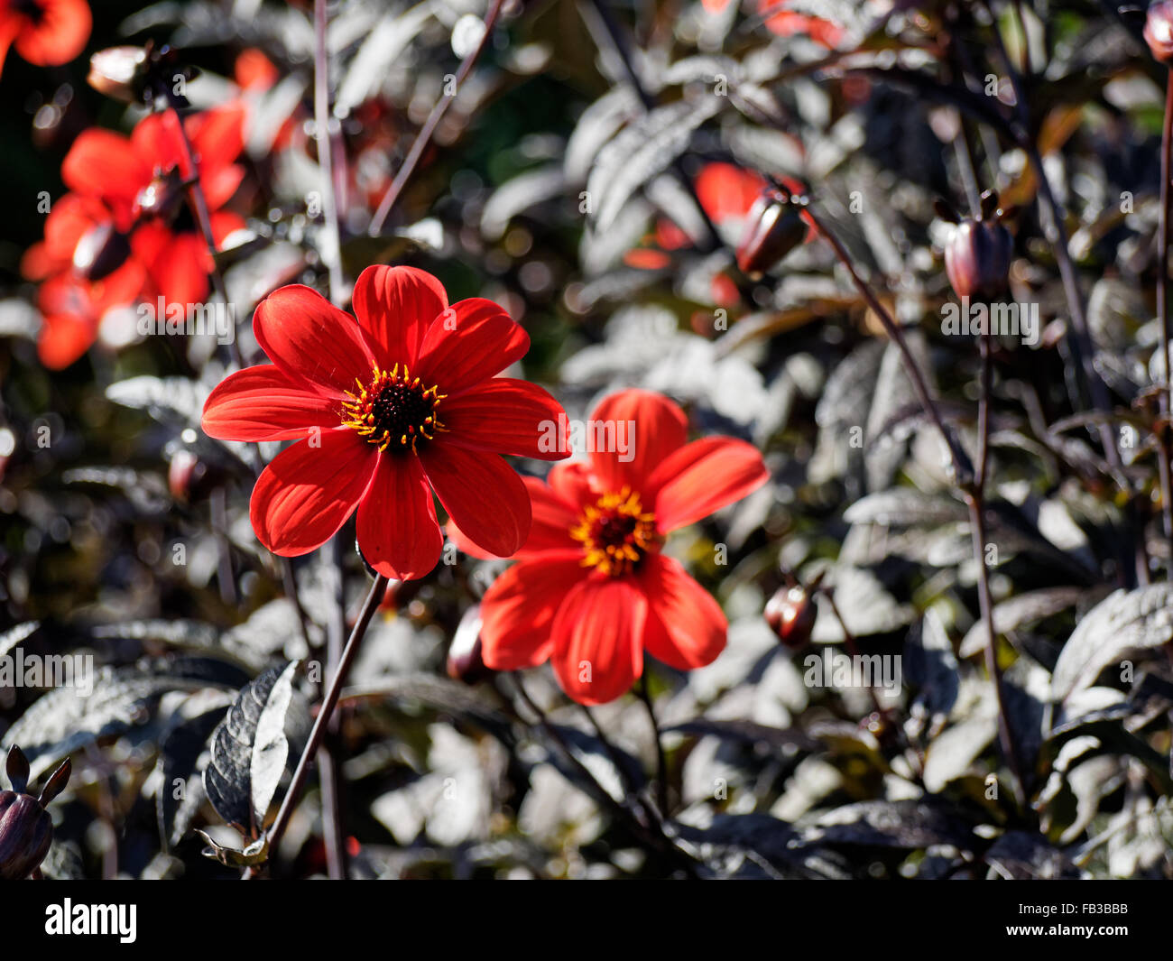 Red Dahlia Flowers Stock Photo - Alamy