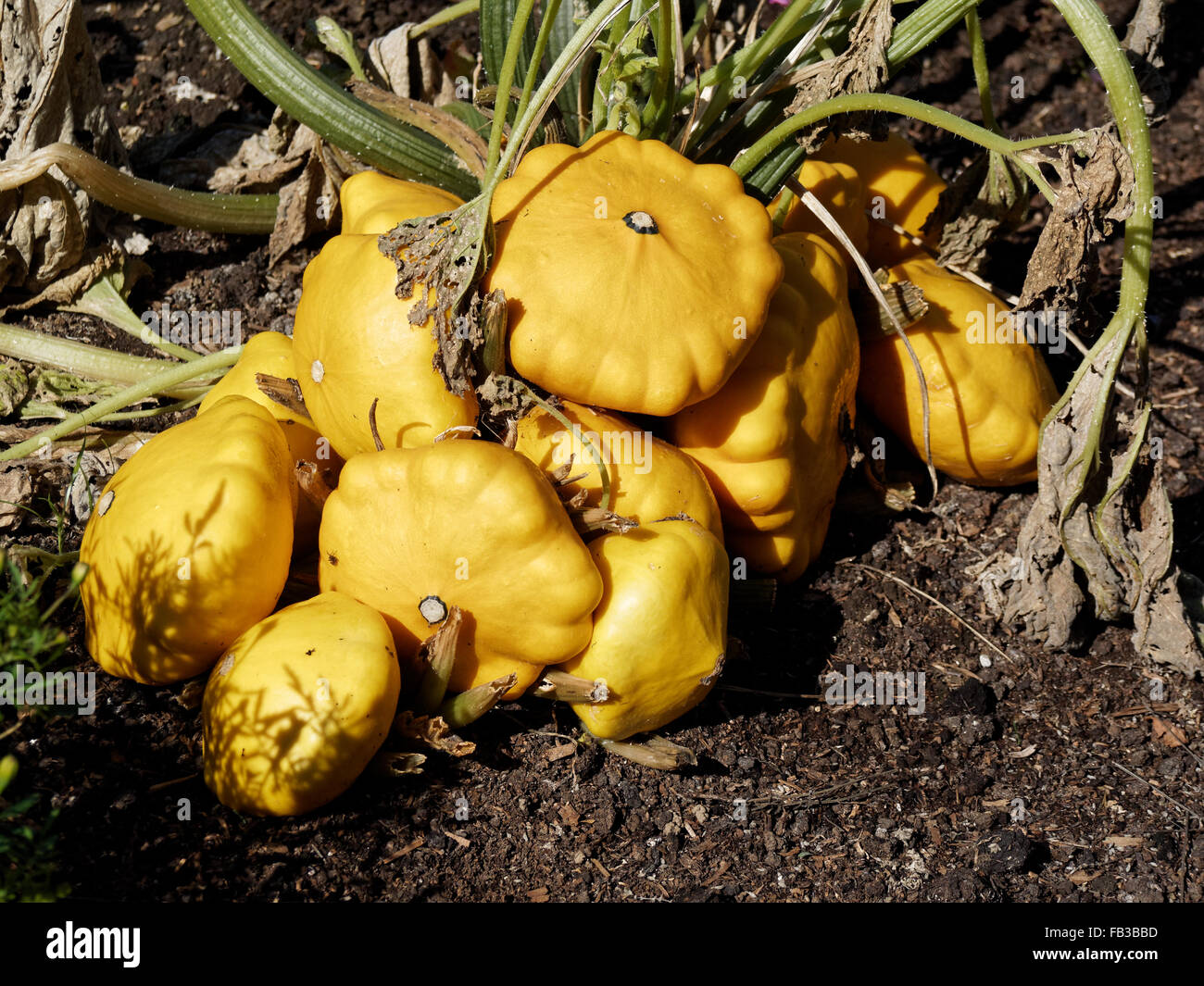 Flying saucer squash hi-res stock photography and images - Alamy