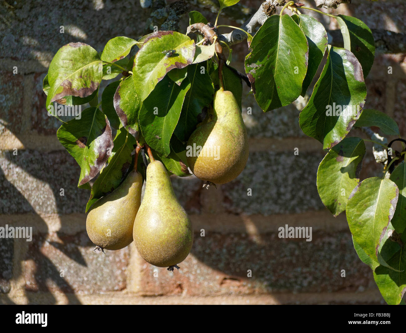 Pear tree by wall hi-res stock photography and images - Alamy