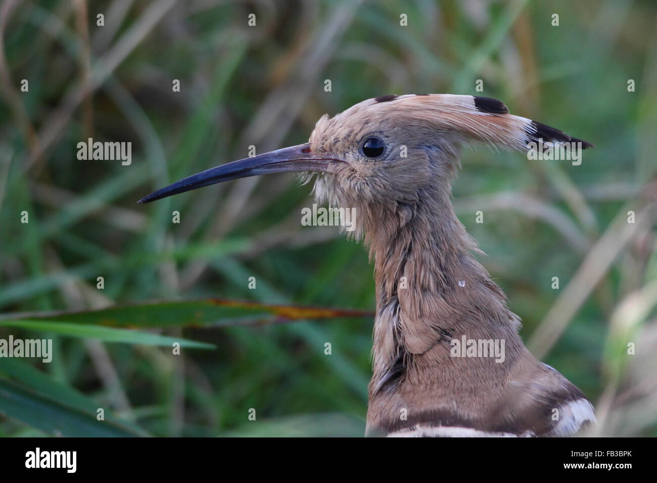 Hoopoe uk hi-res stock photography and images - Alamy