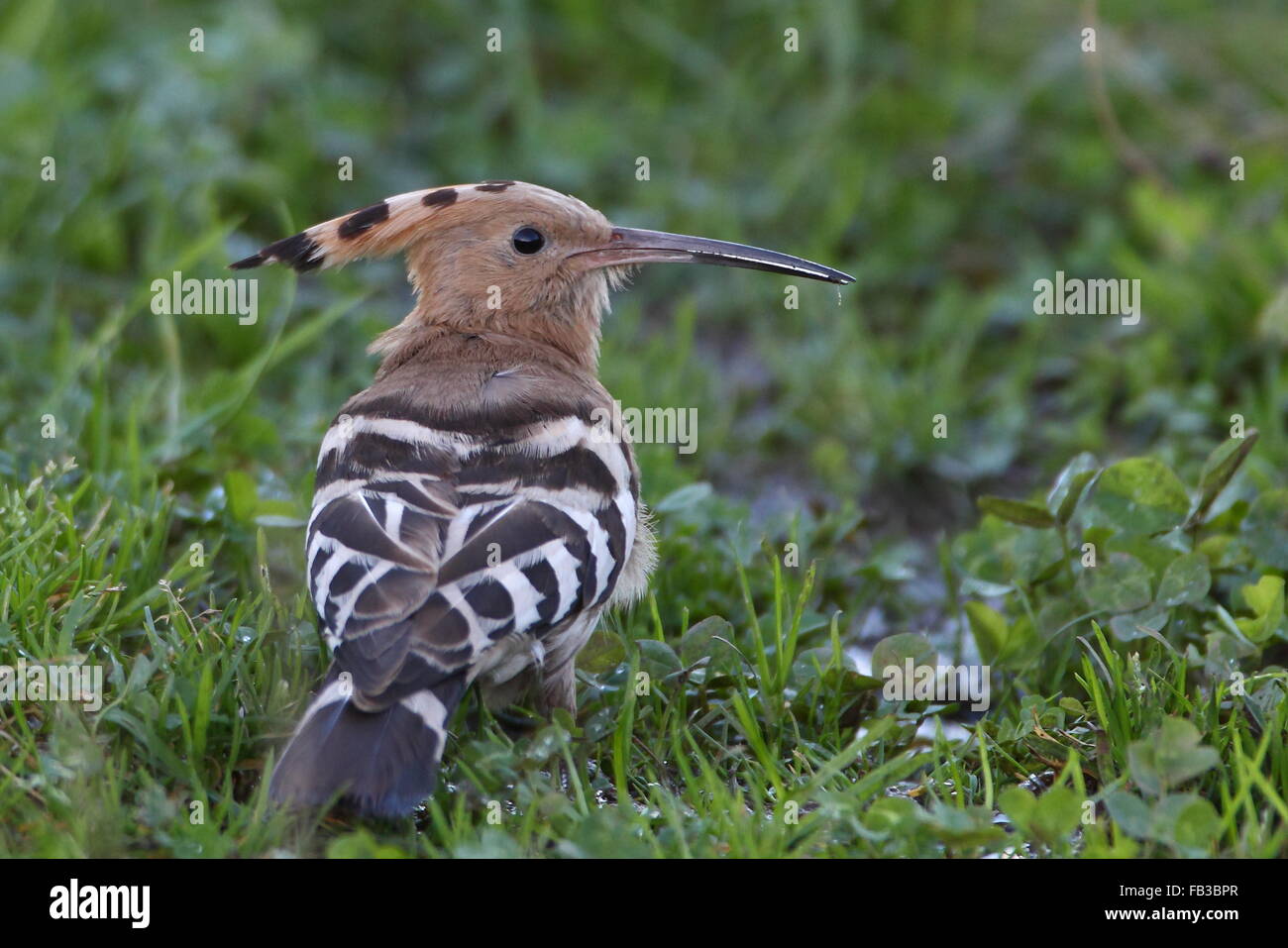 Hoopoe uk hi-res stock photography and images - Alamy