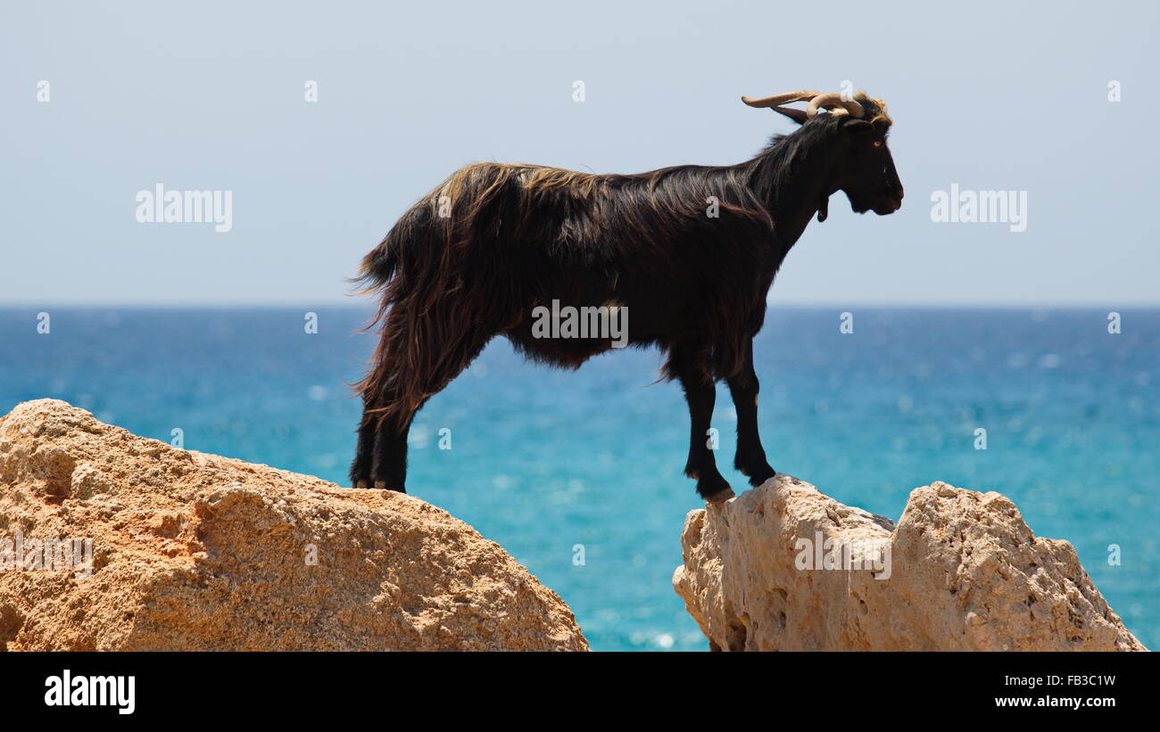 Sea goat hi-res stock photography and images - Alamy
