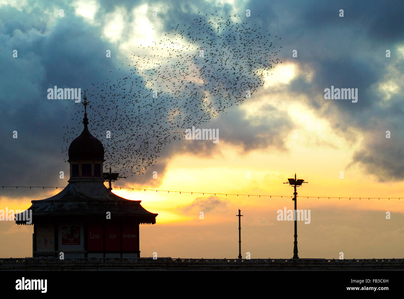 Mass of starlings on the wing hi-res stock photography and images - Alamy
