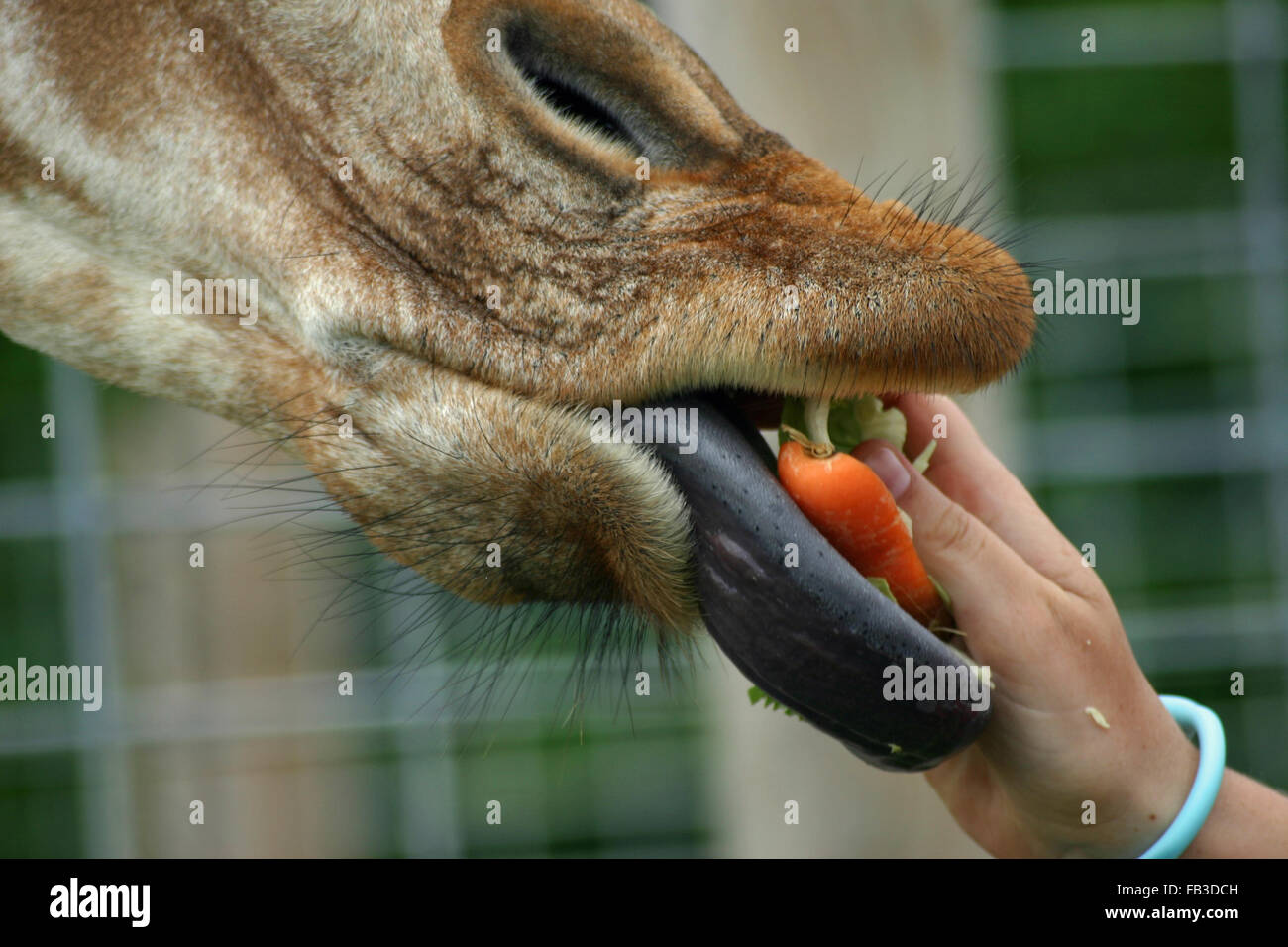 Feeding giraffe carrots by hand Stock Photo - Alamy