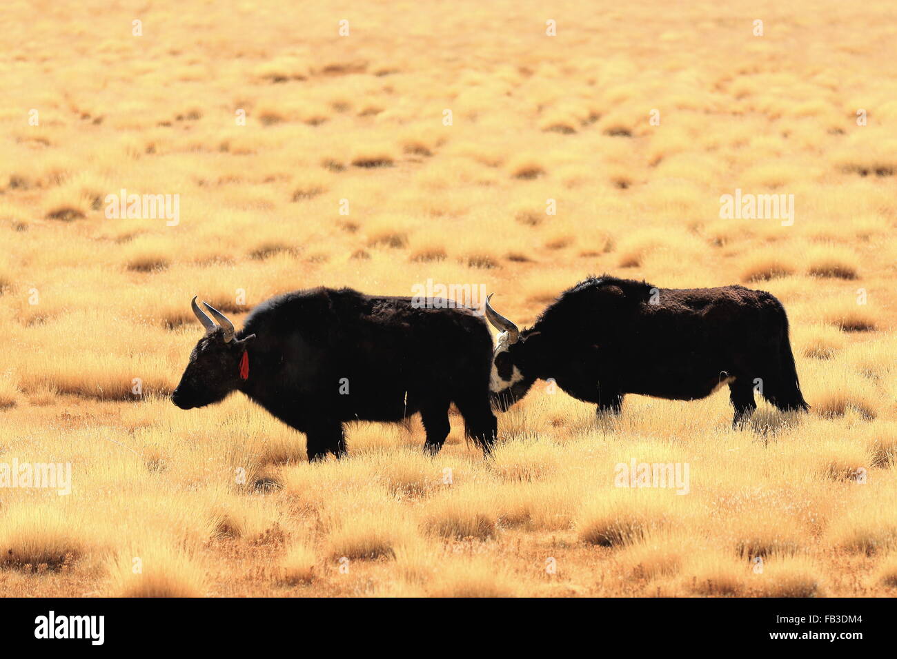 Dzos hi-res stock photography and images - Alamy