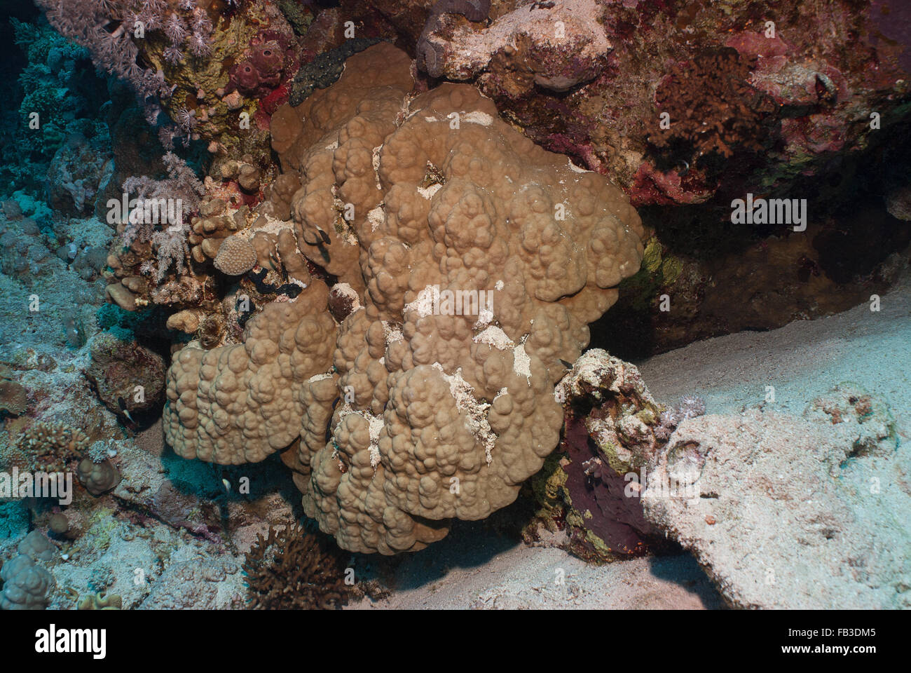 Boulder Coral, Porites lobata, Poritidae, Sharm el Sheikh, Red Sea ...