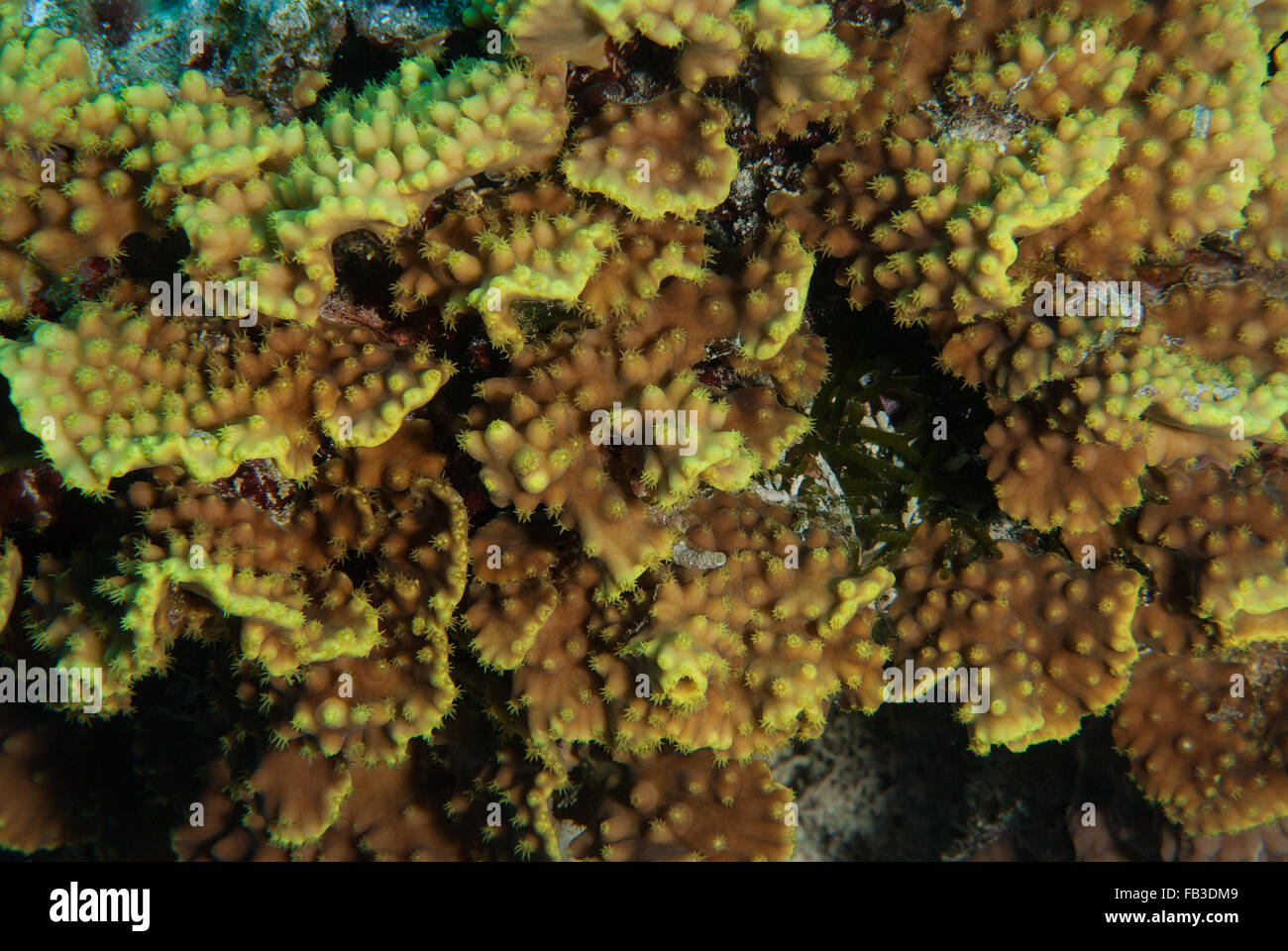 Turbinaria reniformis salad coral, Dendrophylliidae, Sharm el- Sheikh ...