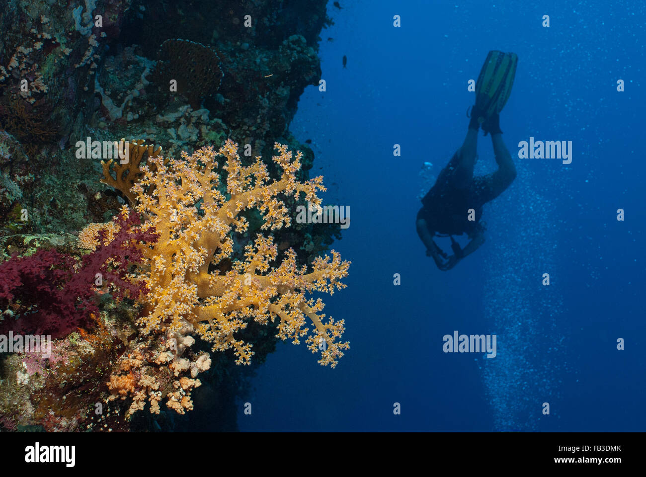 Dendronephthya klunzingeri soft coral hi-res stock photography and ...