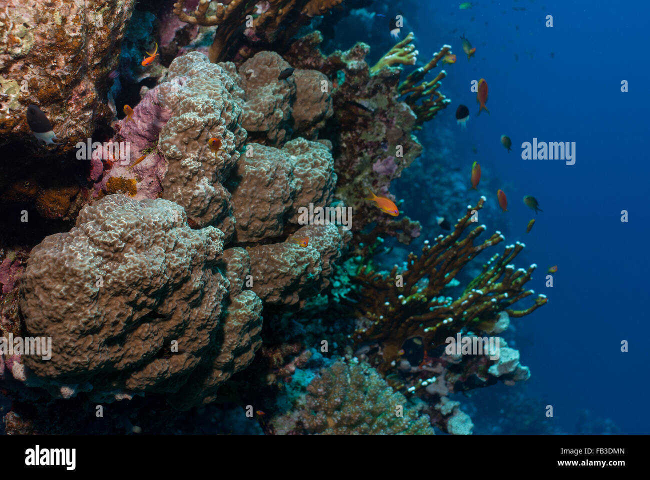 Dome Coral, Porites sp., Poritidae, hard coral, Red Sea, Sharm el ...