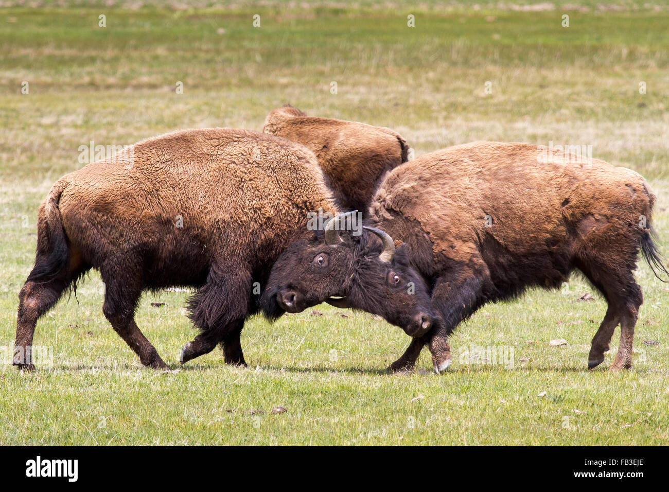 Plains Bison Fighting