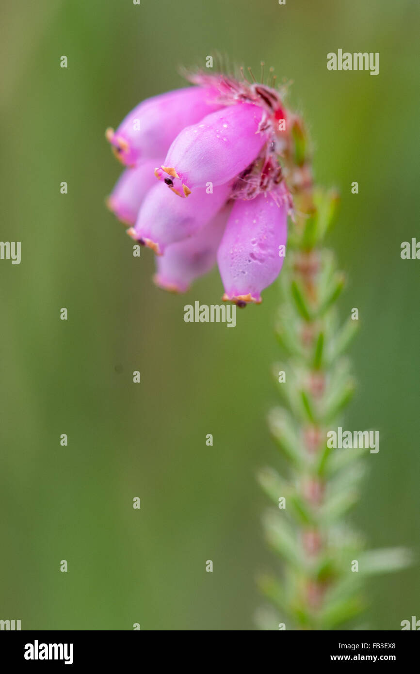 Cross-leaved heath (Erica tetralix). A close-up of pink flowers of a ...