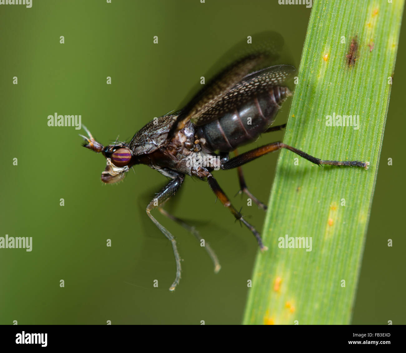 Marsh fly Coremacera marginata at moment of take off. A fly in the ...