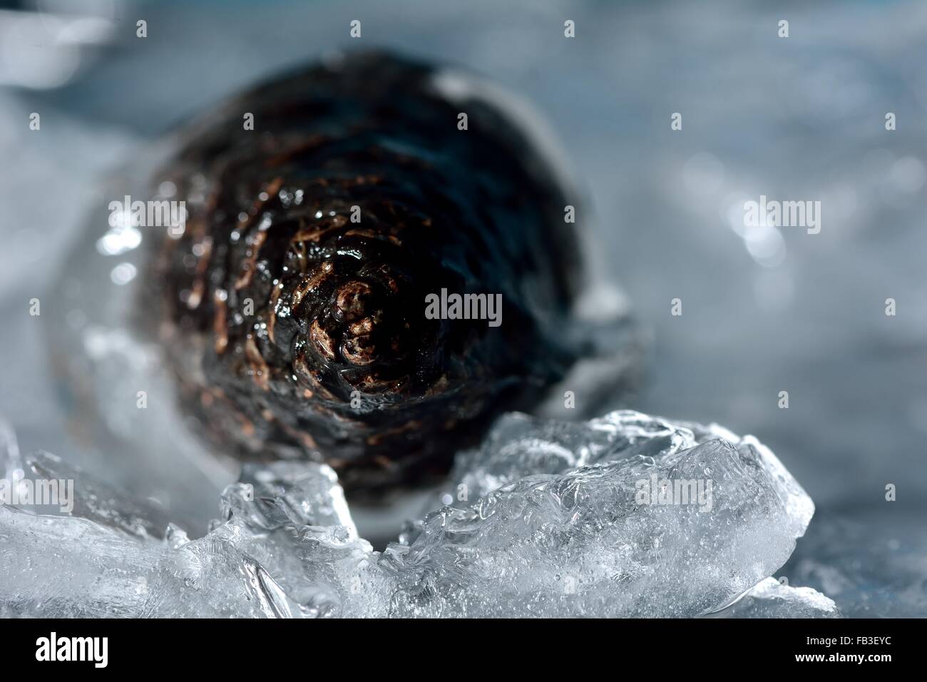 Broken cone hi-res stock photography and images - Alamy