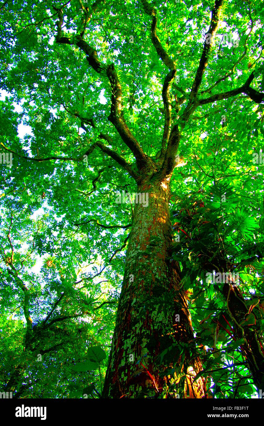Tree of tropical rainforest in Colombia Stock Photo - Alamy
