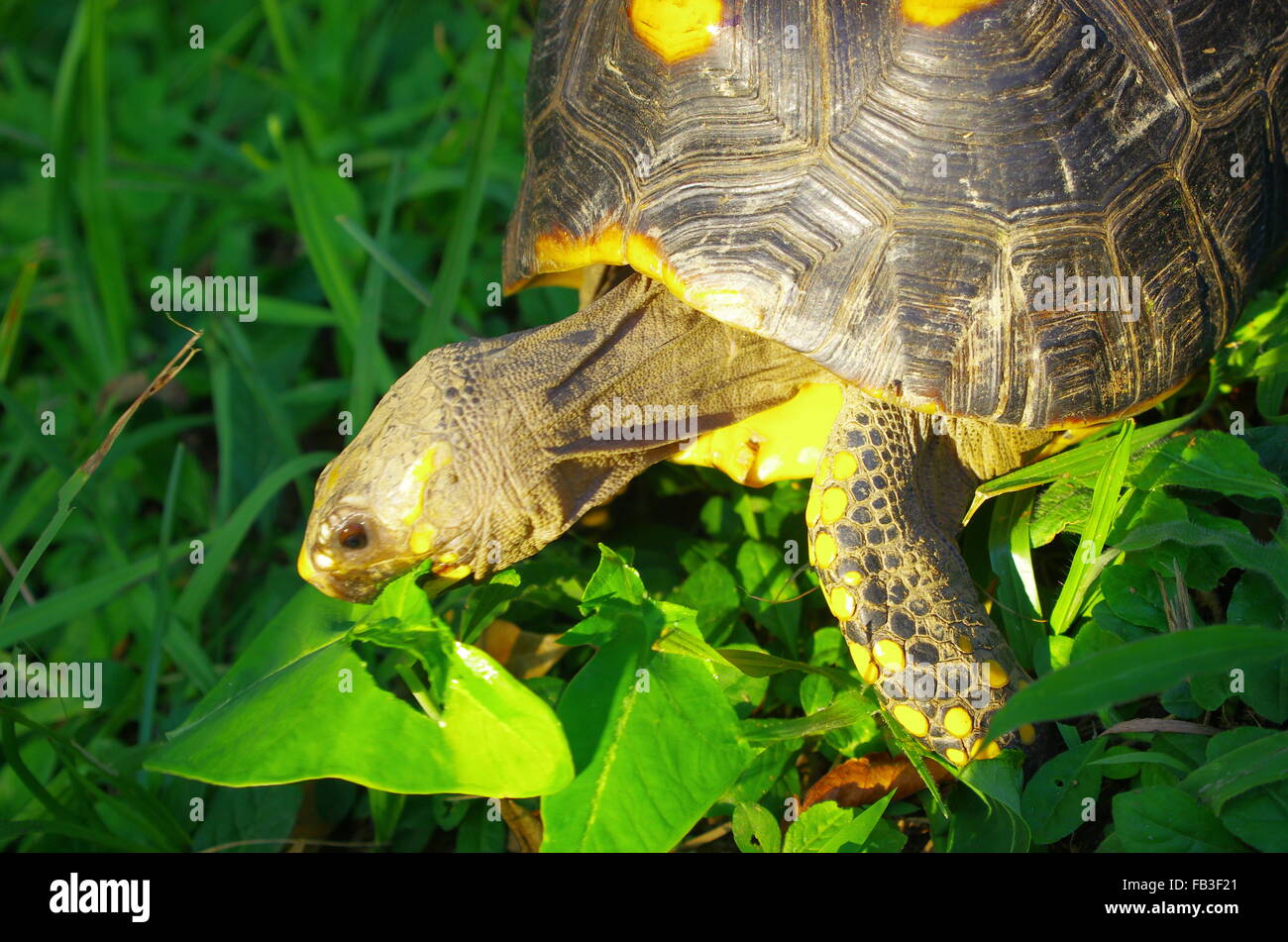 Tortoise feeding on broadleaf plant Stock Photo - Alamy