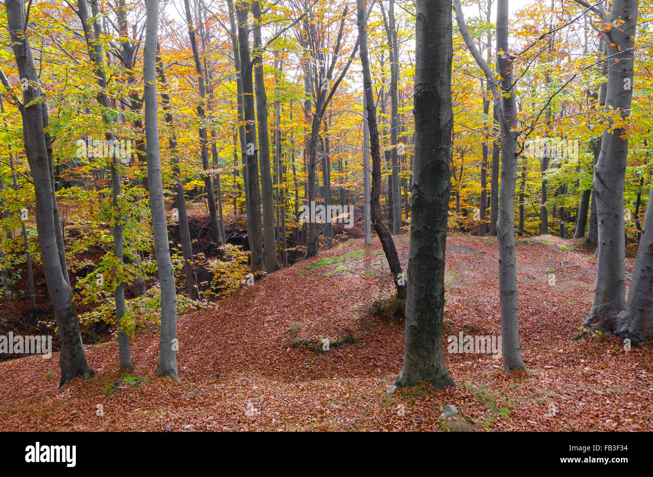 landscape and colors of autumn in Liguria Stock Photo - Alamy