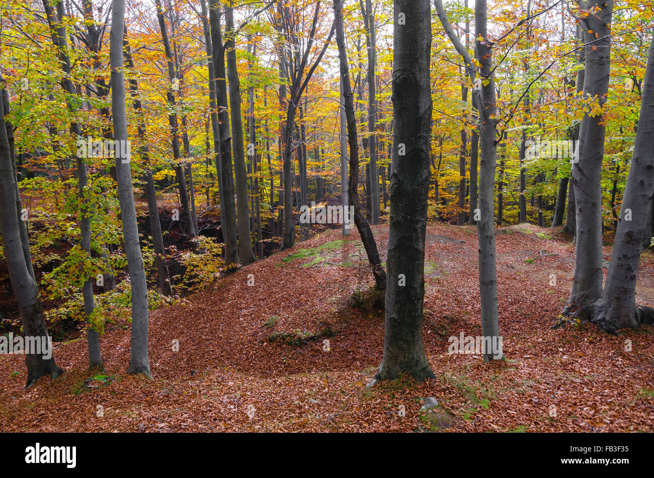 landscape and colors of autumn in Liguria Stock Photo - Alamy