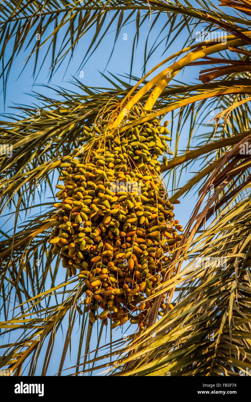 Cluster of dates hi-res stock photography and images - Alamy