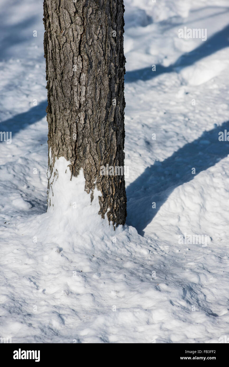 Snow drift against the bottom of a tree after a heavy storm in February ...