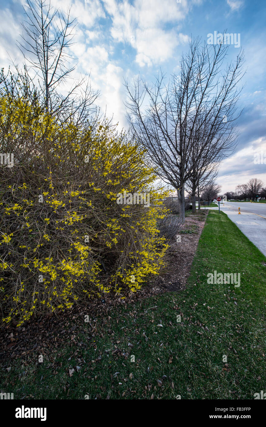 Yellow flowering bush in foreground of budding trees on a cloudy spring ...