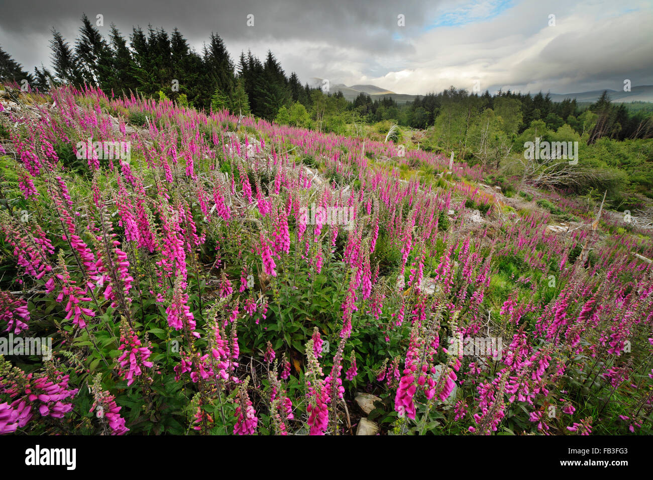 Foxgloves field on clearing, Latin: Digitalis purpurea Stock Photo - Alamy
