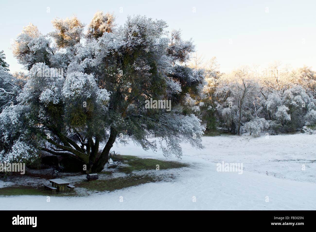 Snow covered oak tree Stock Photo - Alamy