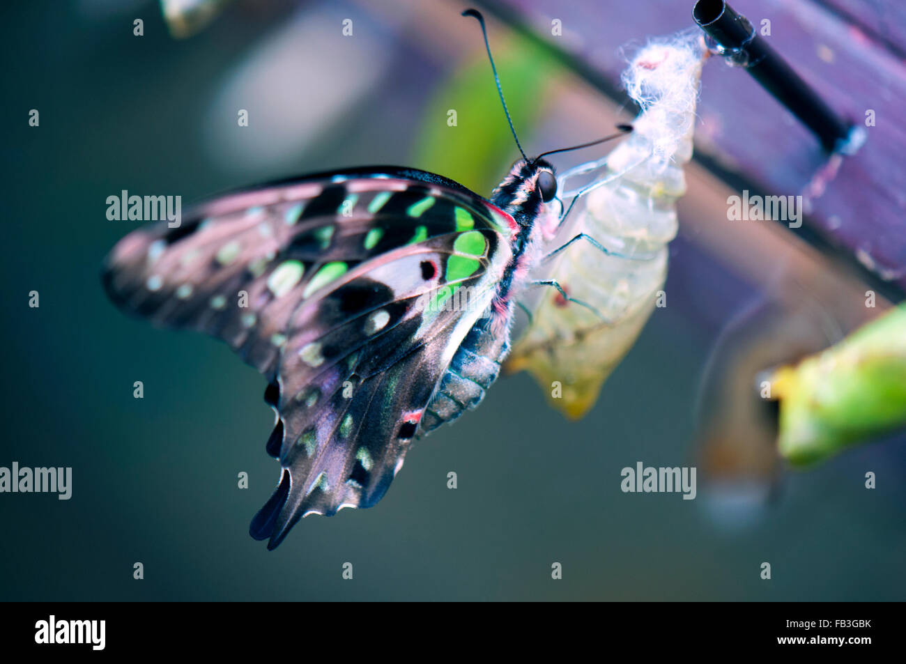Jay detail hi-res stock photography and images - Alamy