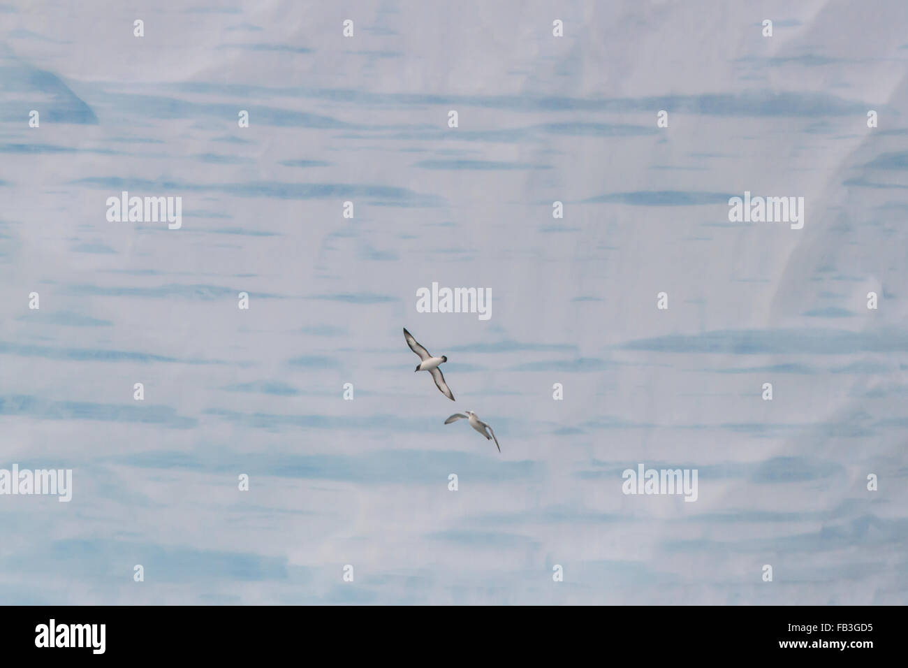 Antarctic petrel and Snow petrel flying next to iceberg wall Stock ...