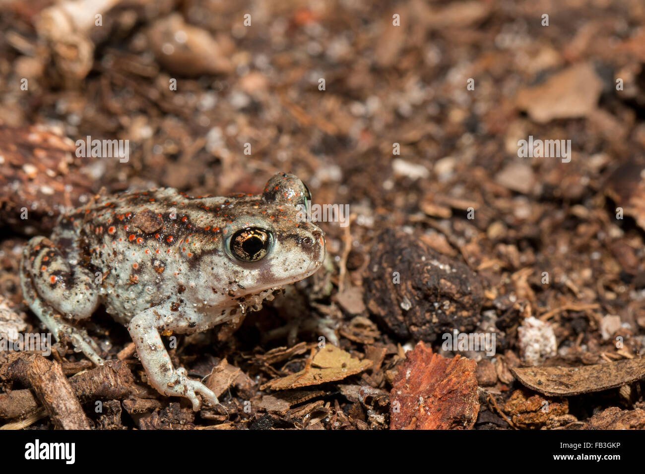 Eastern spadefoot - Scaphiopus holbrookii Stock Photo - Alamy
