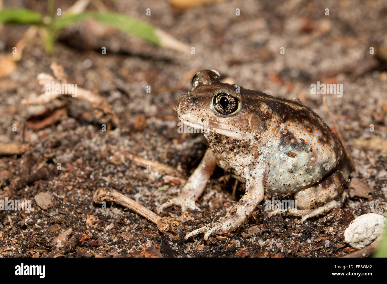 Eastern spadefoot - Scaphiopus holbrookii Stock Photo - Alamy
