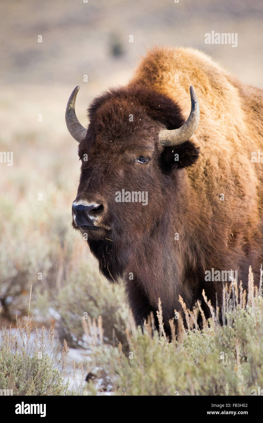 A cow bison stands in sagebrush and a dusting of snow in Grand Teton ...