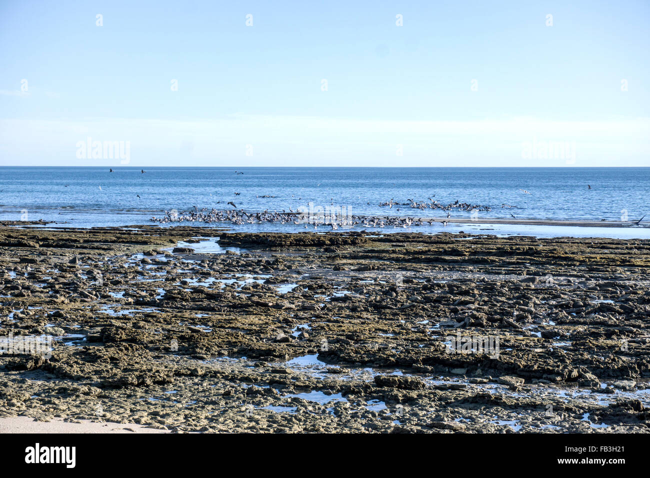 low tide with exposed rocks rock pools & frenzy of pelicans diving into ...