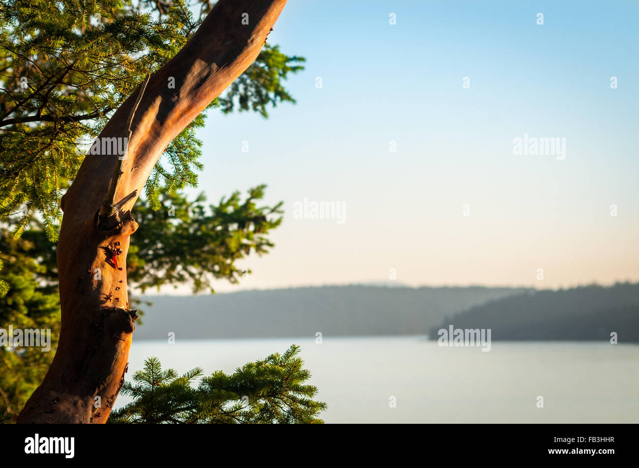 Late evening sun lights the trunk of a Pacific Madrone tree, and the ...