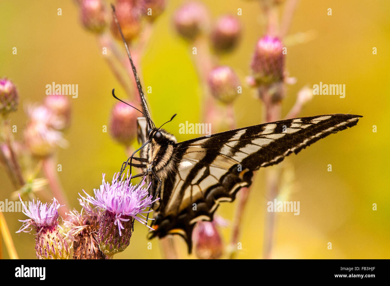 A Western Tiger Swallowtail perches on newly bloomed western thistle ...