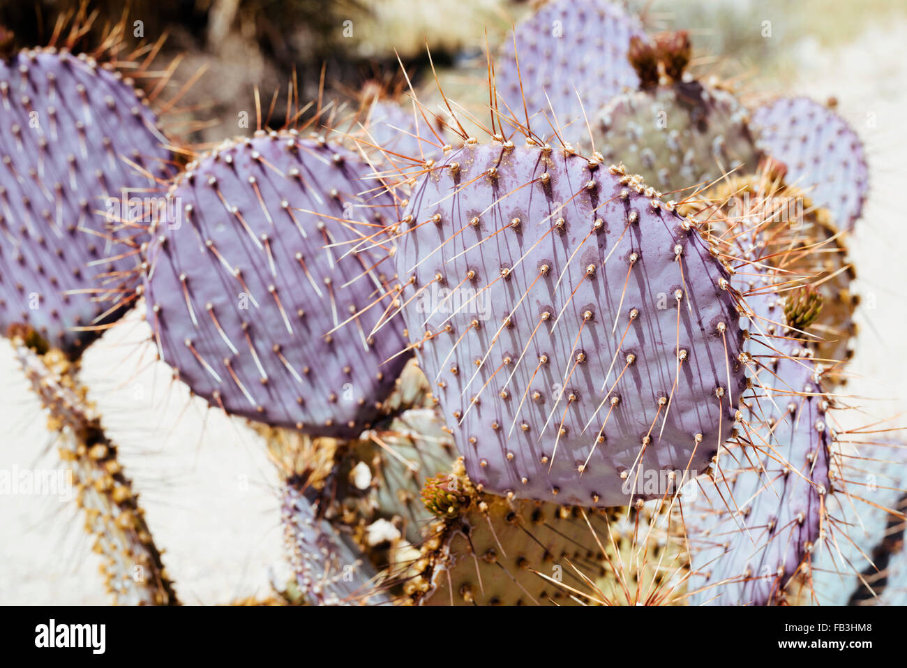 Purple prickly pear cactus hi-res stock photography and images - Alamy