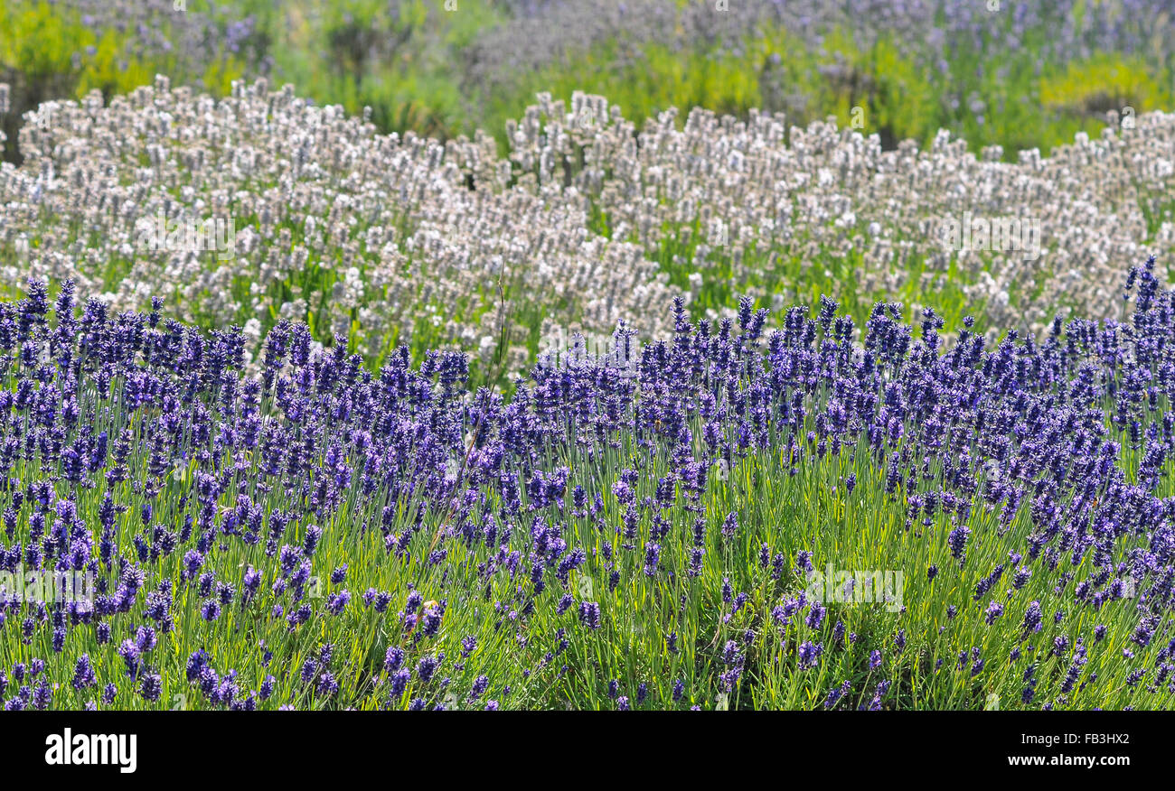 A field of various varieties of blooming lavender are growing layered ...