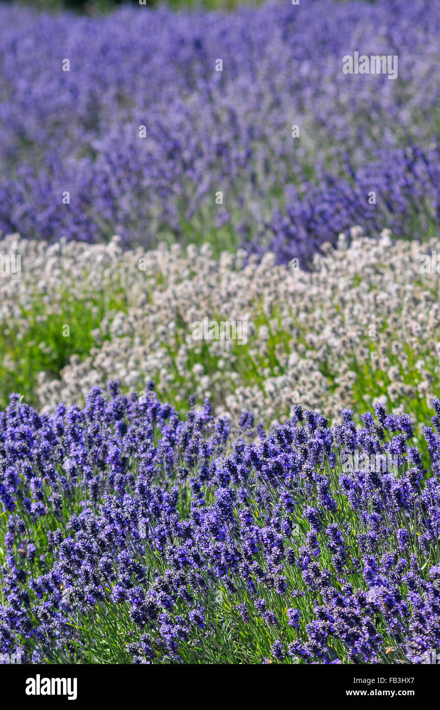 Three varieties of blooming lavender are growing layered one behind the ...