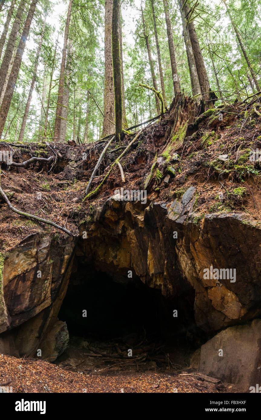 The mouth of a cave surrounded by evergreen forest Stock Photo - Alamy