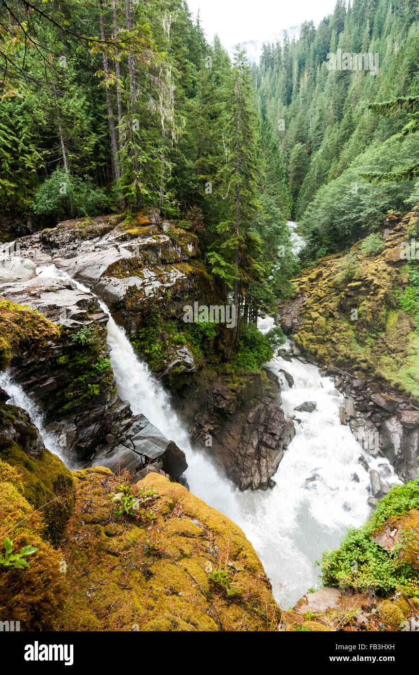Nooksack forest hi-res stock photography and images - Alamy