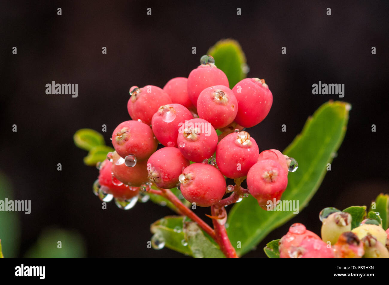 Water droplets cling to a cluster of pink huckleberries Stock Photo - Alamy