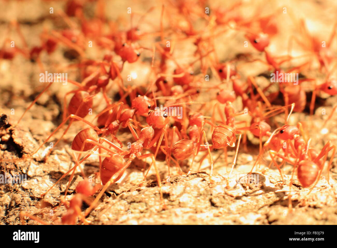 background of red ant group worker on the tree Stock Photo - Alamy