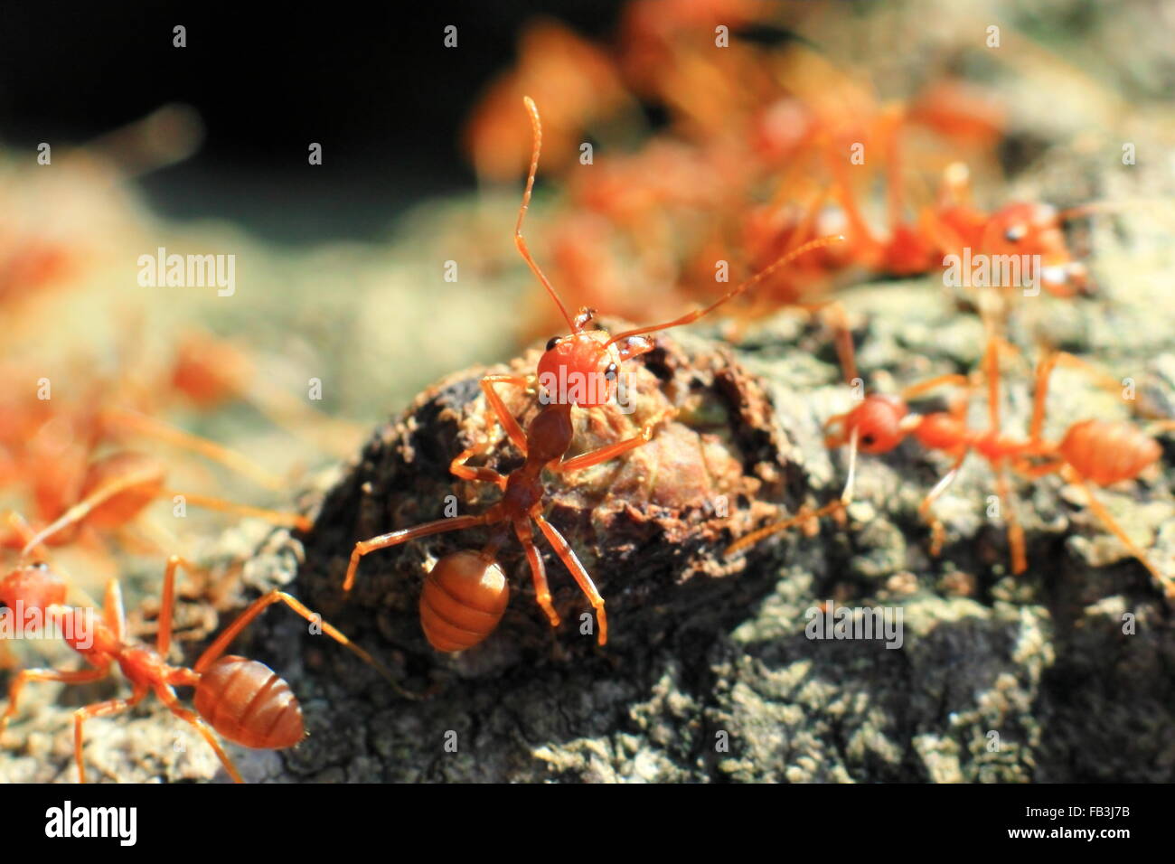 macro background of red ant worker on the tree Stock Photo - Alamy