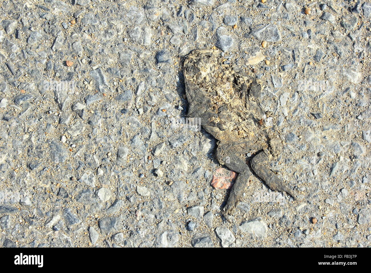 abstract background of unlucky frog crushed by car Stock Photo - Alamy