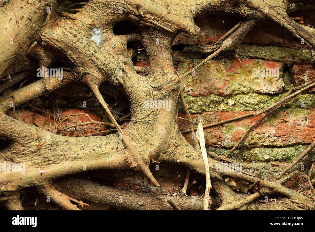 abstract background of tree root growth on the brick wall Stock Photo ...