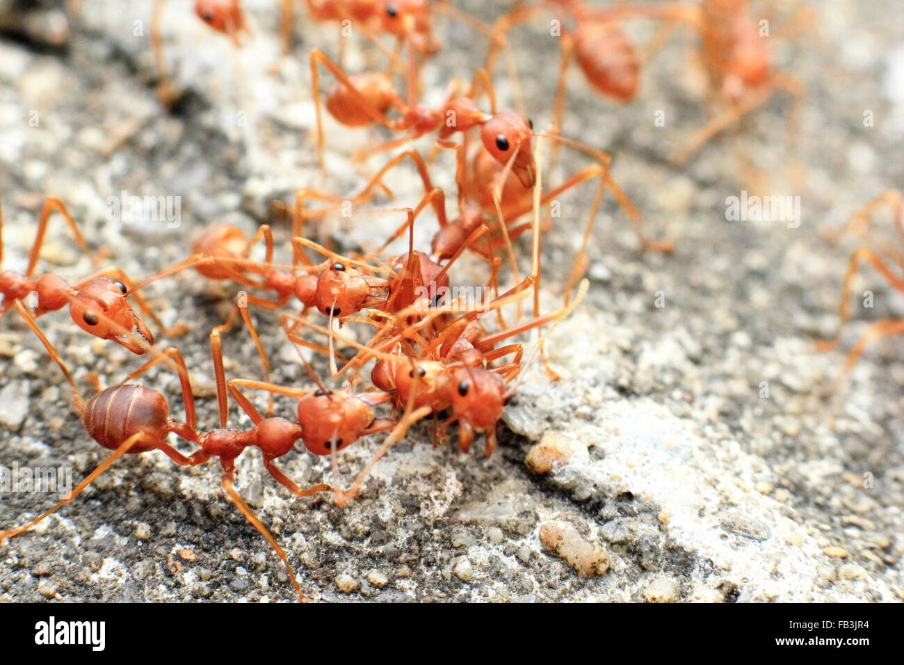 background of red ant group worker on the concrete floor Stock Photo ...