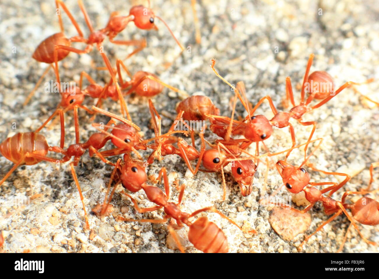background of red ant group worker on the concrete floor Stock Photo ...