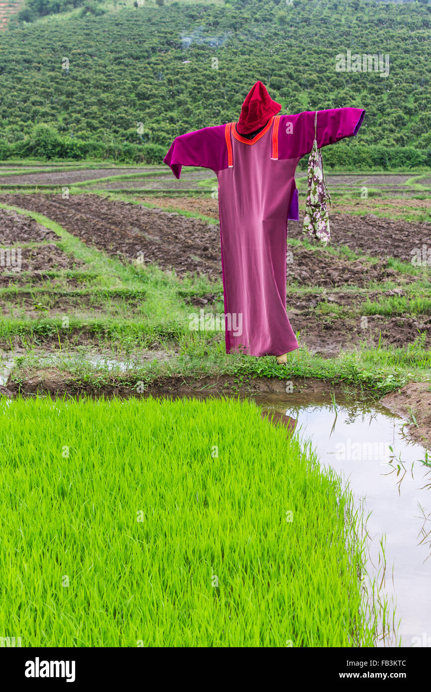 scarecrow lisu Jacket in rice field, Thailand Stock Photo - Alamy
