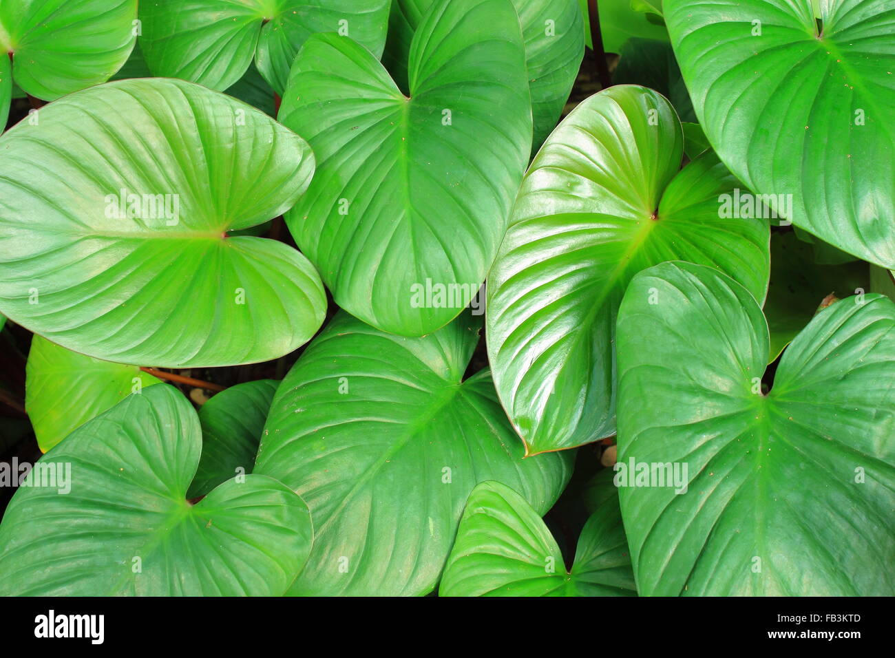 Light green leafs hi-res stock photography and images - Alamy