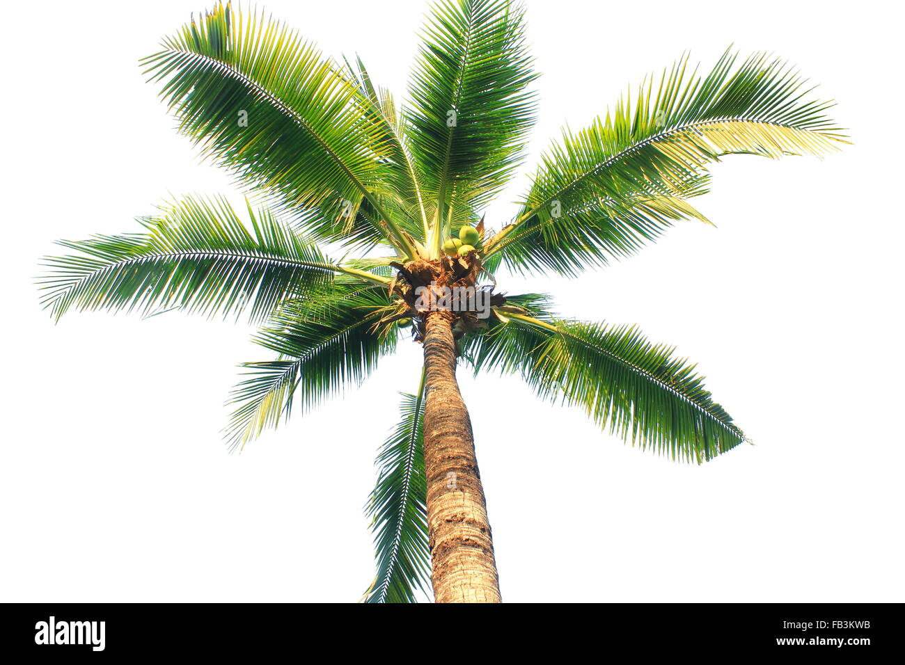 horizontal background of coconut tree isolated on white background ...